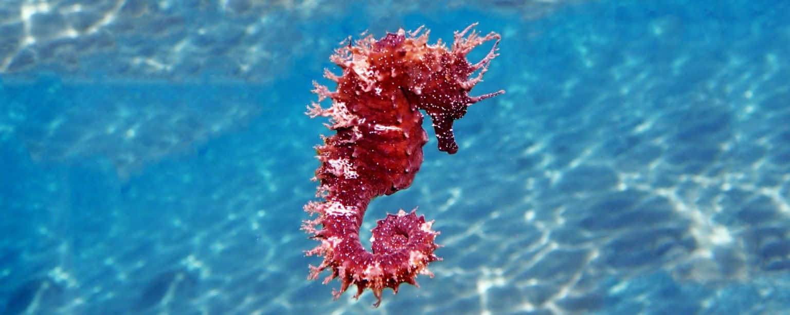 Creation Sabbath – Education